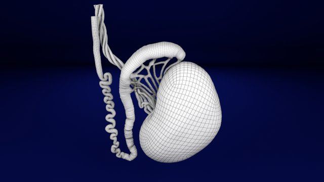 3D testis with covering layers model 3D Model in Anatomy 3DExport
