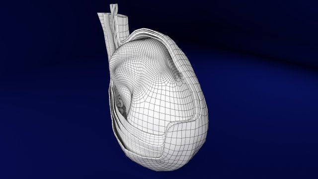 3D testis with covering layers model 3D Model in Anatomy 3DExport