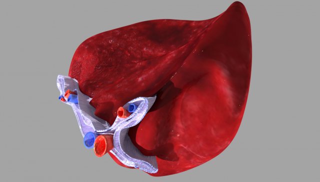3D Spleen Anatomy Microscopy Labelled 3D Model in Anatomy 3DExport