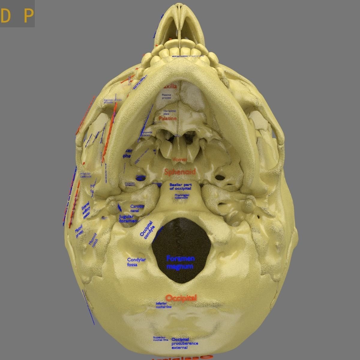 Skull labelled anatomy text ldetailed Modèle 3D in Anatomie 3DExport
