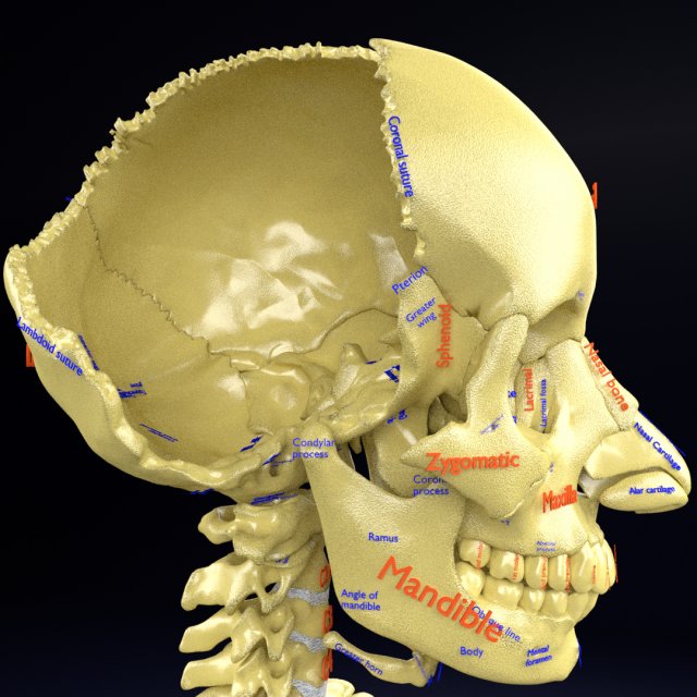 Skeleton human detail label parts 3D Model in Anatomy 3DExport