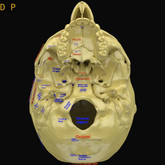 Skeleton human detail label parts 3D Model in Anatomy 3DExport