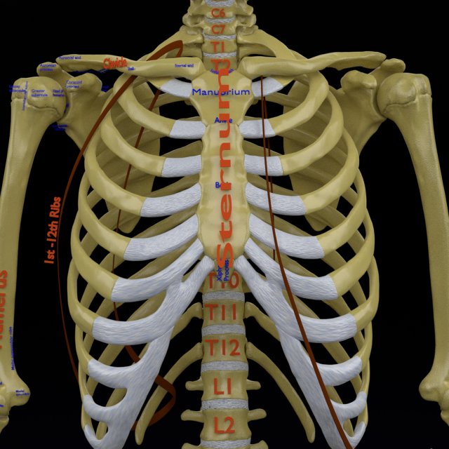 Skeleton human detail label parts 3D Model in Anatomy 3DExport