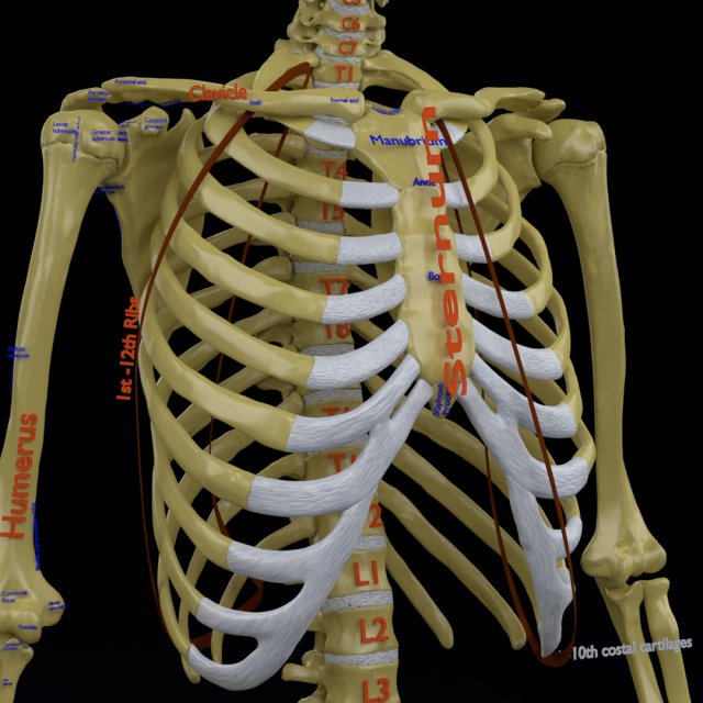 Skeleton human detail label parts 3D Model in Anatomy 3DExport