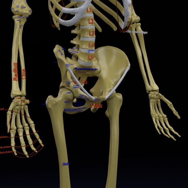 Skeleton human detail label parts 3D Model in Anatomy 3DExport