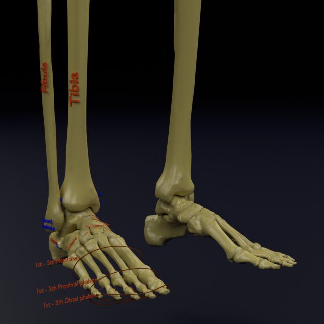 Skeleton human detail label parts 3D Model in Anatomy 3DExport