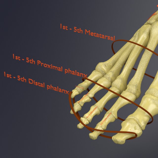 Skeleton human detail label parts 3D Model in Anatomy 3DExport