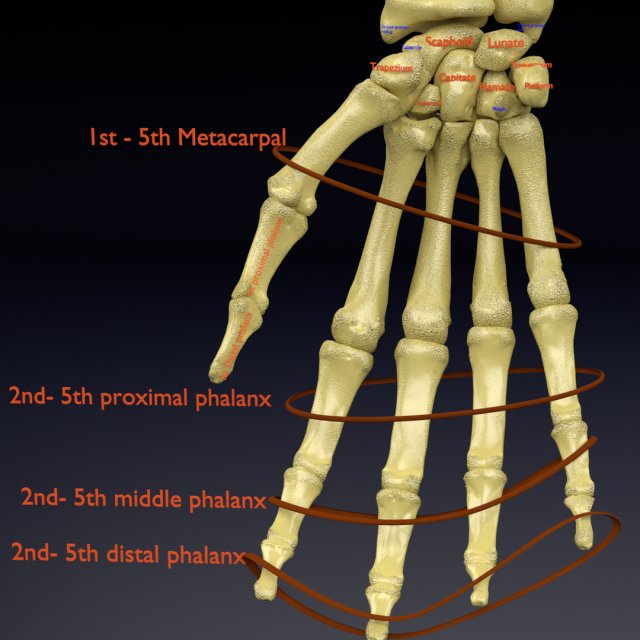 Skeleton human detail label parts 3D Model in Anatomy 3DExport