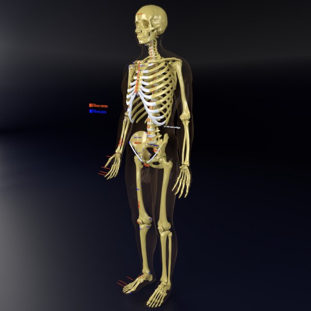 Skeleton human detail label parts 3D Model in Anatomy 3DExport
