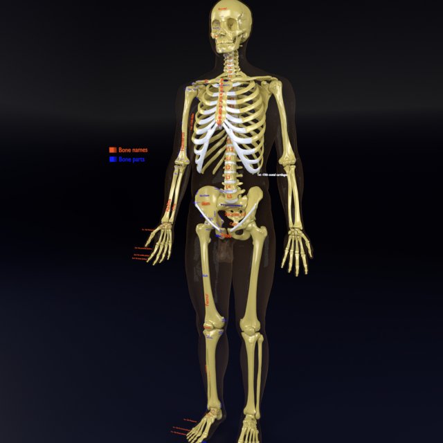 Skeleton human detail label parts 3D Model in Anatomy 3DExport