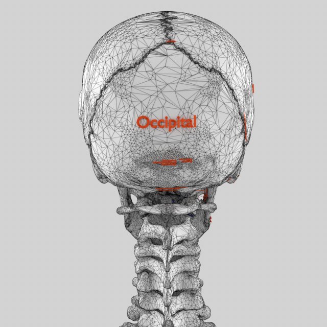 Skeleton human detail label parts 3D Model in Anatomy 3DExport