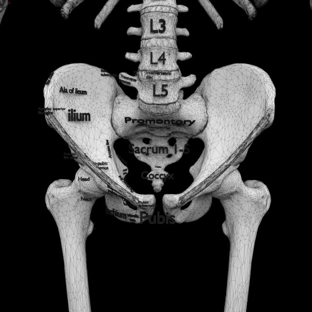 Skeleton human detail label parts 3D Model in Anatomy 3DExport
