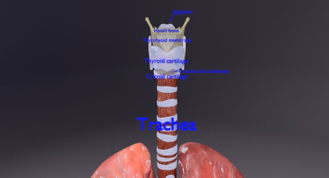 Respiratory tract lung trachea 3D Model in Anatomy 3DExport