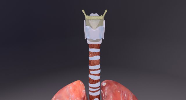 Respiratory tract lung trachea 3D Model in Anatomy 3DExport