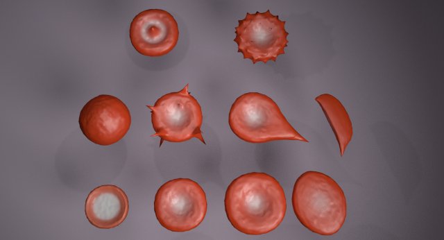 RBC types 3D Model in Anatomy 3DExport