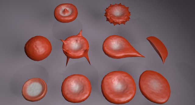 RBC types 3D Model in Anatomy 3DExport