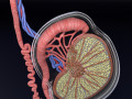 3D testis anatomy histology model 3D Model in Anatomy 3DExport