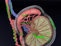 3D testis anatomy histology model 3D Model in Anatomy 3DExport