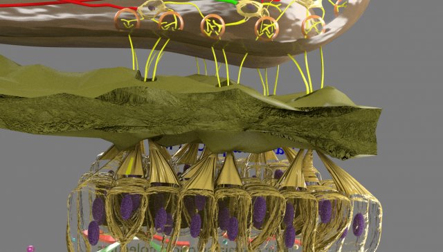 Olfactory system smell odour detail labelled 3D Model in Anatomy 3DExport