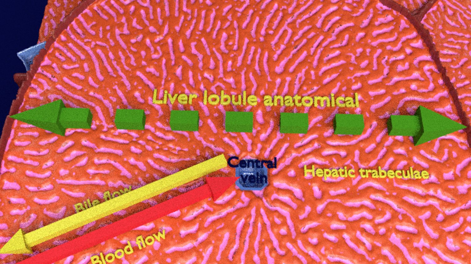 Liver Lobule Anatomy