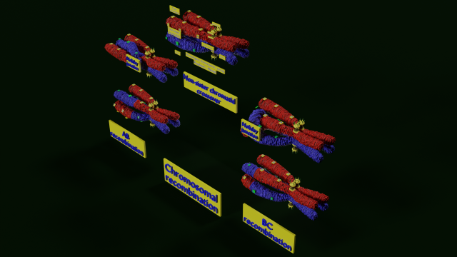 Chromosome genetic recombination blender 3d 3D Model in Other 3DExport