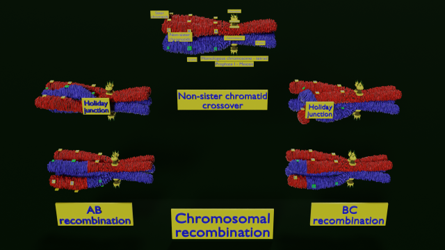 Chromosome genetic recombination blender 3d 3D Model in Other 3DExport