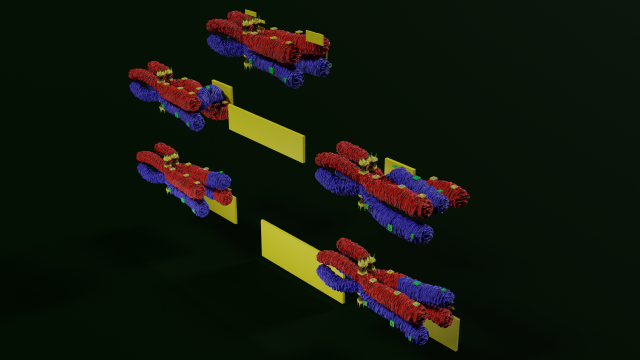 Chromosome genetic recombination blender 3d 3D Model in Other 3DExport