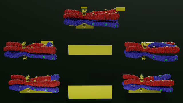Chromosome genetic recombination blender 3d 3D Model in Other 3DExport