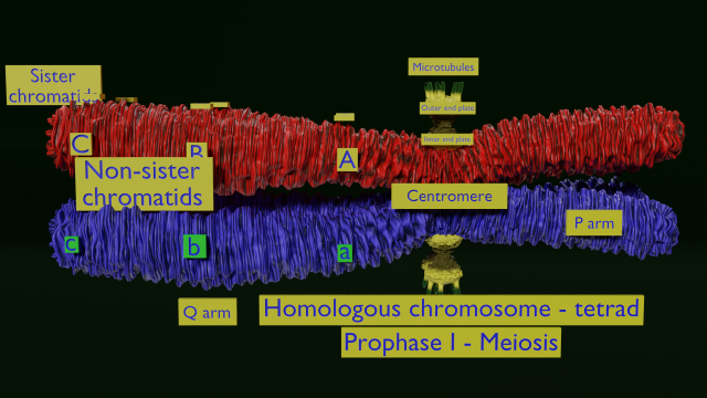 Chromosome genetic recombination blender 3d 3D Model in Other 3DExport