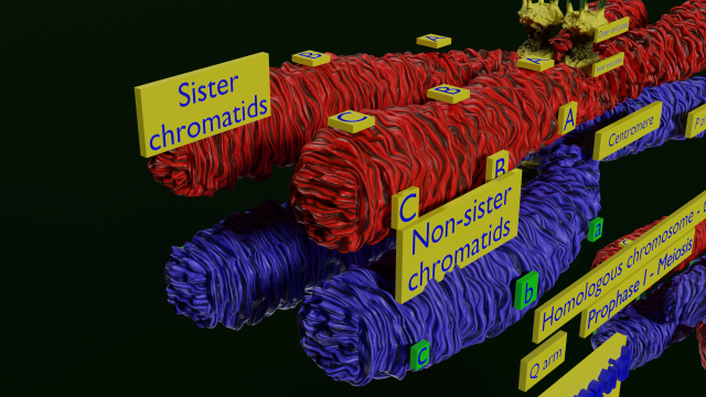 Chromosome genetic recombination blender 3d 3D Model in Other 3DExport