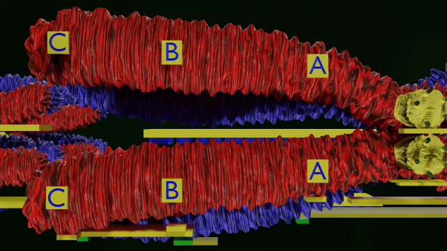 Chromosome genetic recombination blender 3d 3D Model in Other 3DExport