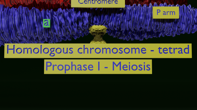 Chromosome genetic recombination blender 3d 3D Model in Other 3DExport