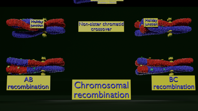 Chromosome genetic recombination blender 3d 3D Model in Other 3DExport