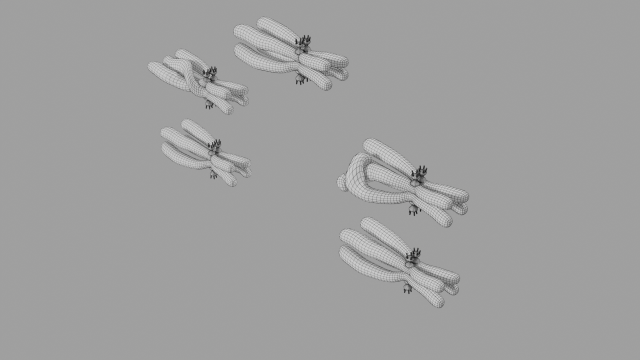 Chromosome genetic recombination blender 3d 3D Model in Other 3DExport