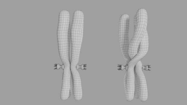 Chromosome genetic recombination blender 3d 3D Model in Other 3DExport