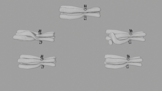 Chromosome genetic recombination blender 3d 3D Model in Other 3DExport
