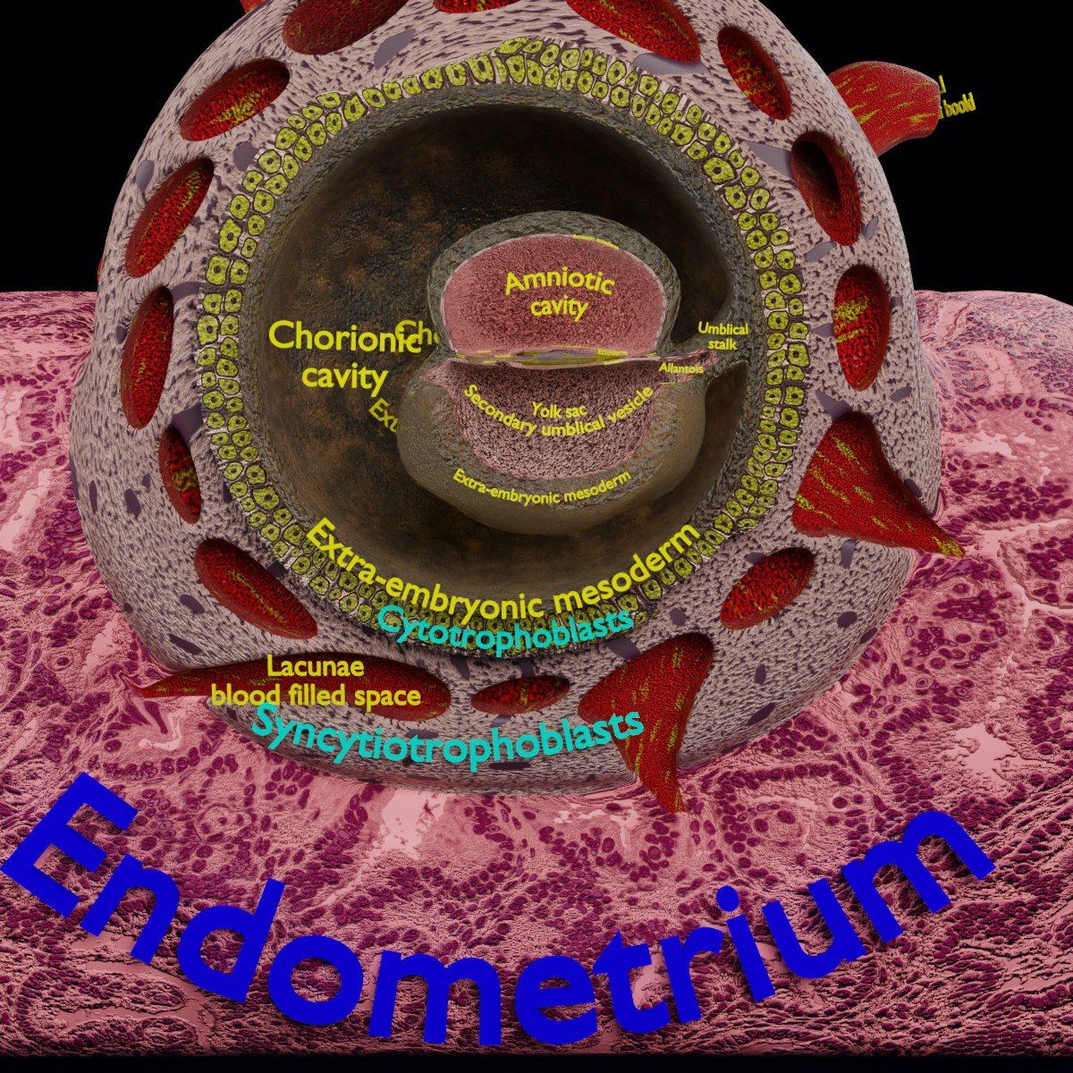 Human Gastrulation Animation