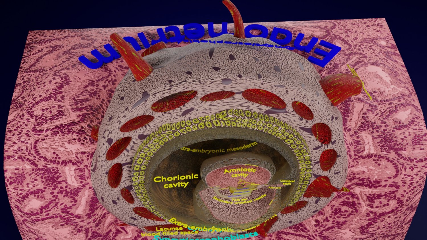 Human Gastrulation Animation