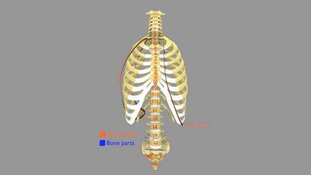 Ribs And Vertebrae labelled text detail 3D Model in Anatomy 3DExport