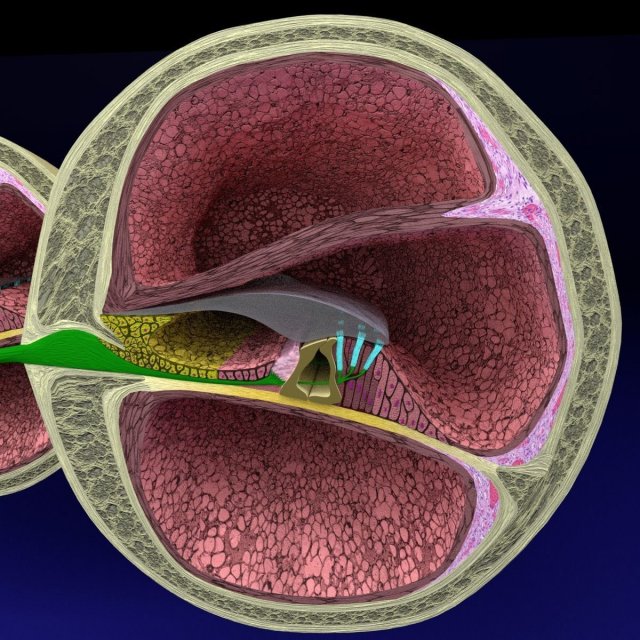 Cochlear duct organ of corti inner ear 3D Model in Anatomy 3DExport