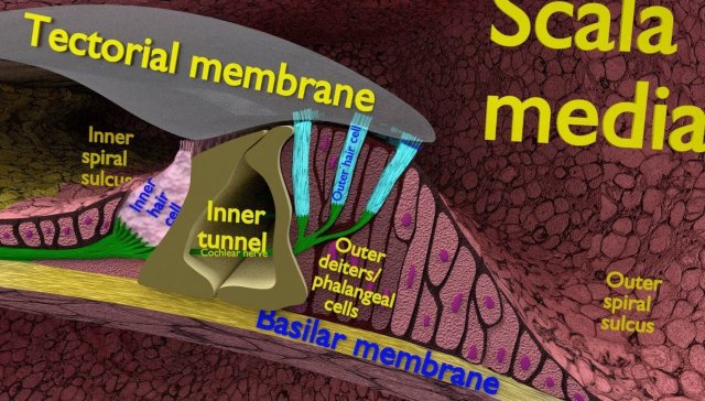 Cochlear duct organ of corti inner ear 3D Model in Anatomy 3DExport