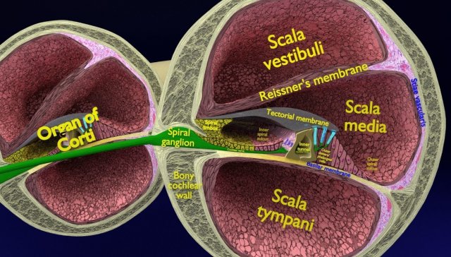 Cochlear duct organ of corti inner ear 3D Model in Anatomy 3DExport