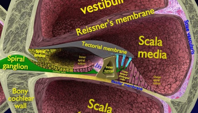 Cochlear duct organ of corti inner ear 3D Model in Anatomy 3DExport