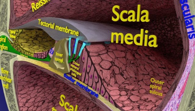 Cochlear duct organ of corti inner ear 3D Model in Anatomy 3DExport
