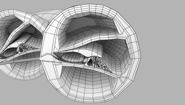 Cochlear duct organ of corti inner ear 3D Model in Anatomy 3DExport