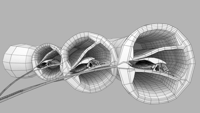 Cochlear duct organ of corti inner ear 3D Model in Anatomy 3DExport