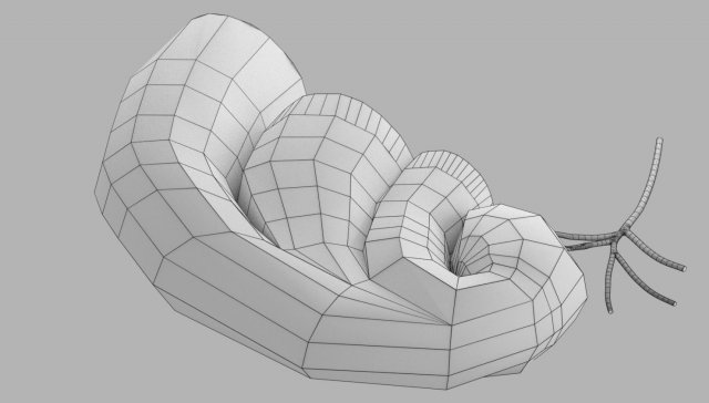 Cochlear duct organ of corti inner ear 3D Model in Anatomy 3DExport