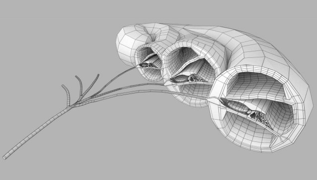 Cochlear duct organ of corti inner ear 3D Model in Anatomy 3DExport