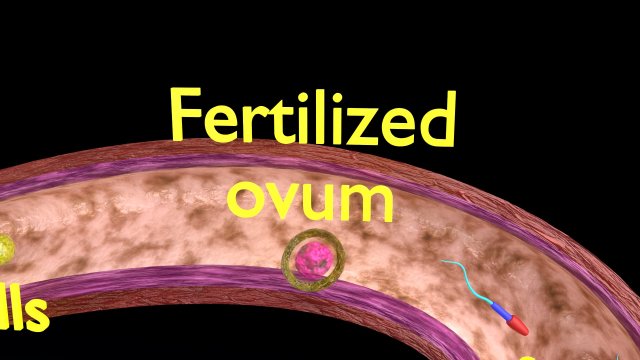Fertilization stages of ovum Modelo 3D in Anatomía 3DExport