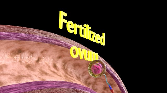 Fertilization stages of ovum Modelo 3D in Anatomía 3DExport